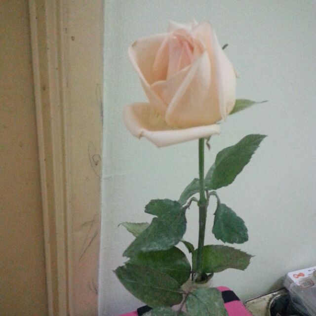 BL Mart, Online Shop | Shopee Malaysia