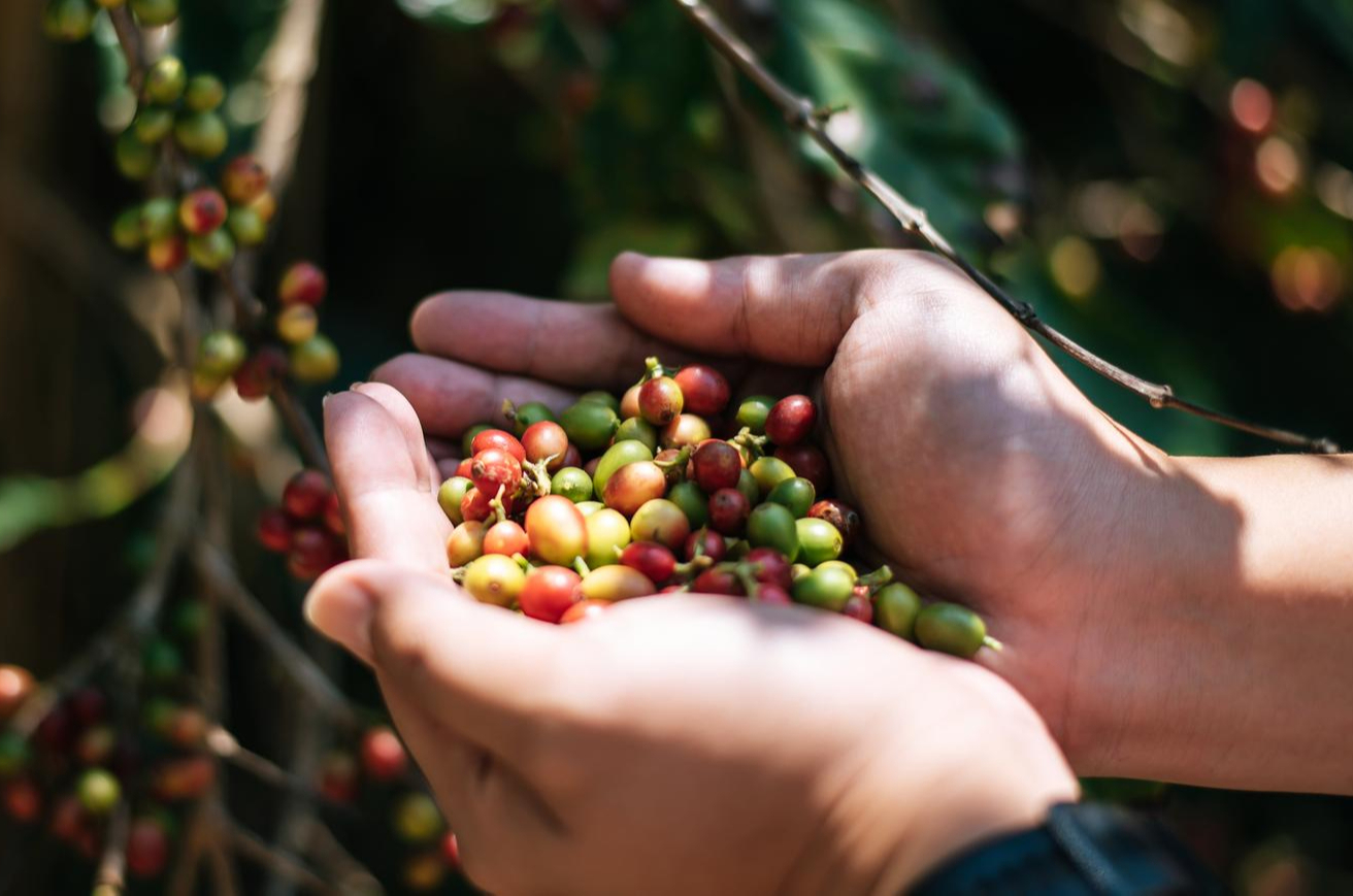 Paradiso Coffee, Online Shop | Shopee Malaysia