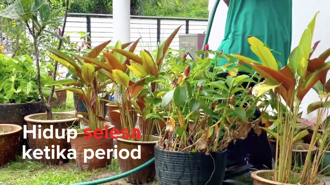 Suci Menstrual Cup Official, Online Shop | Shopee Malaysia