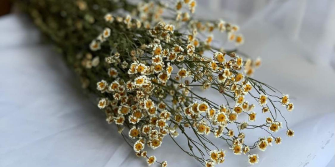 Chamomile Lab, Online Shop | Shopee Malaysia