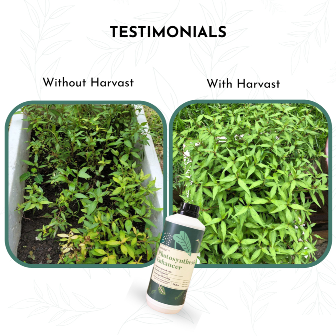 Harvast - Photosynthesis Enhancer, Online Shop | Shopee Malaysia