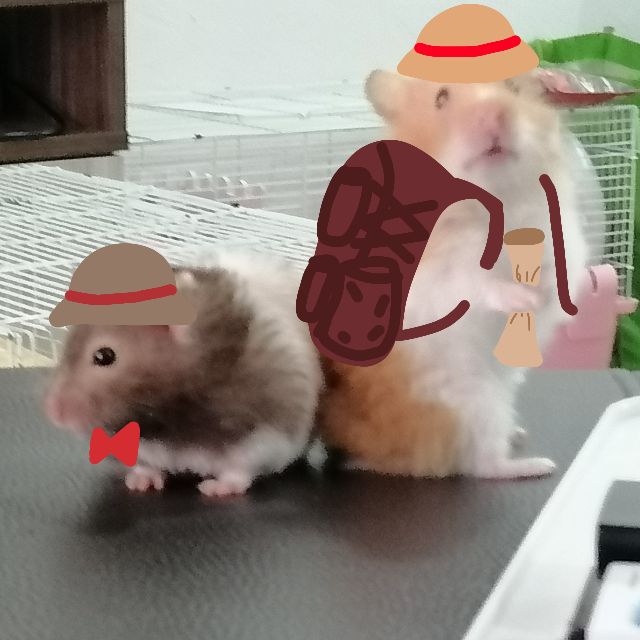 klees babysitter, Online Shop | Shopee Malaysia