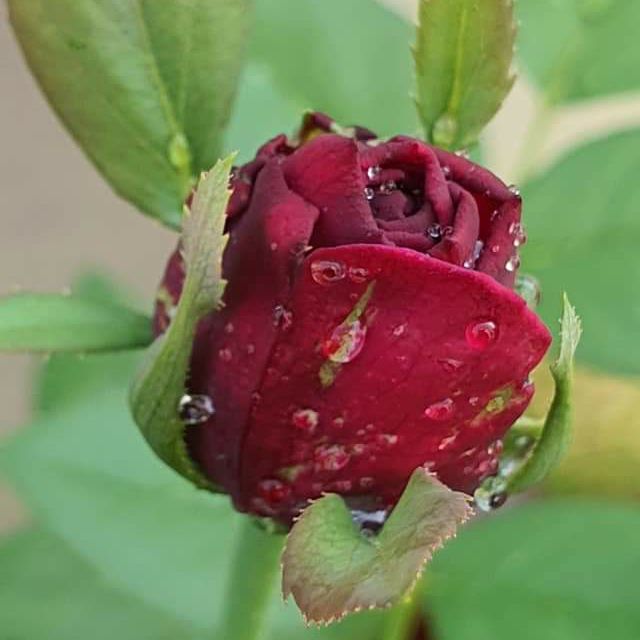 kak_rose., Online Shop | Shopee Malaysia