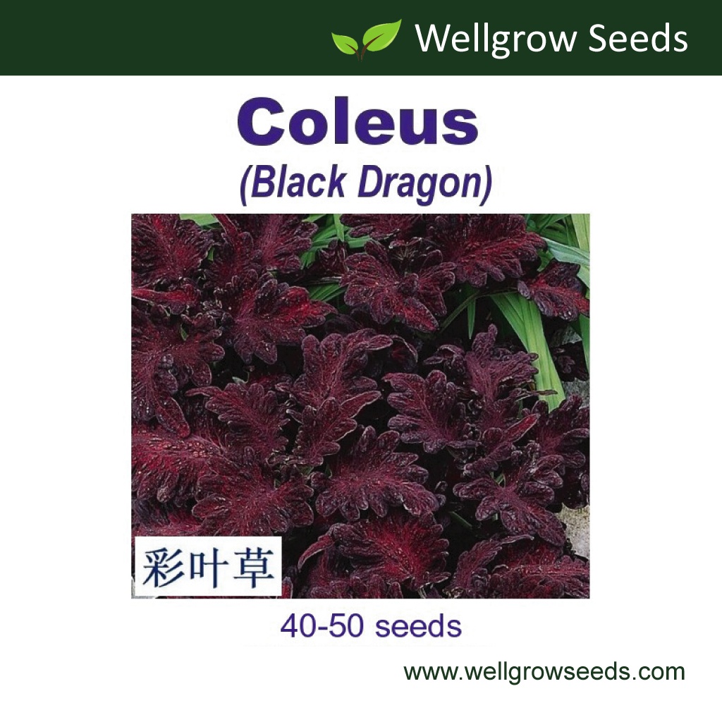 Wellgrow Seeds Official Store, Online Shop | Shopee Malaysia