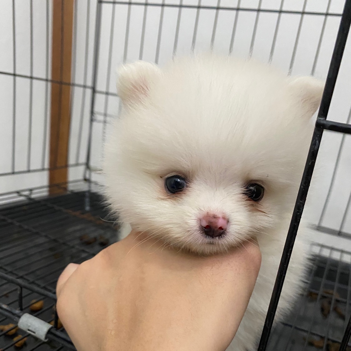 Pet & Hobby Store, Online Shop | Shopee Malaysia