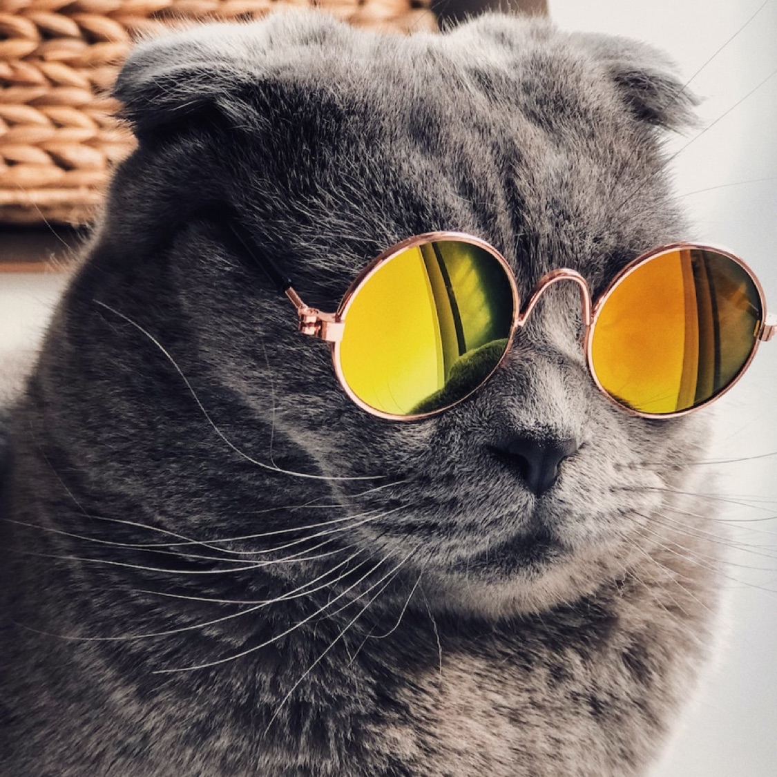 catbro, Online Shop | Shopee Malaysia