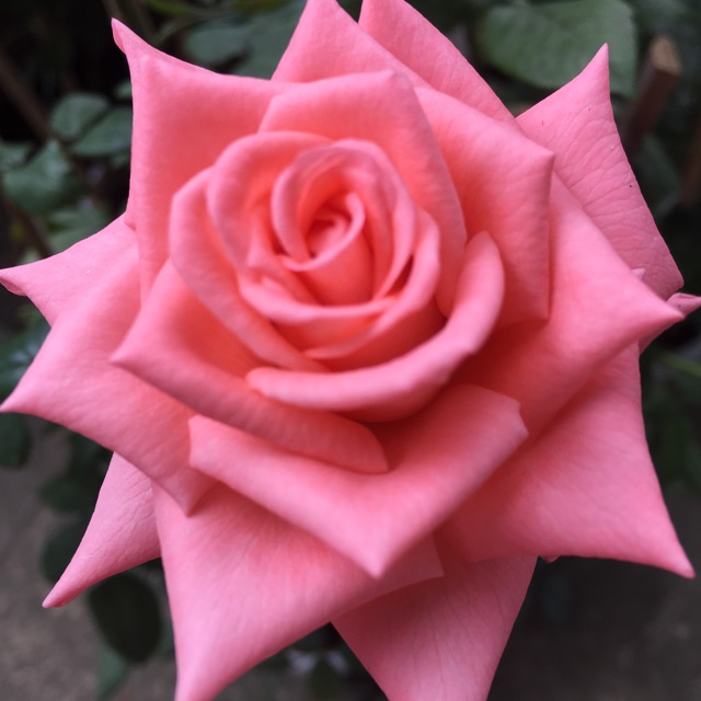 Neptune Shop, Online Shop | Shopee Malaysia