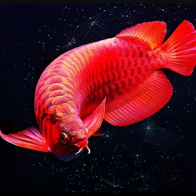 fishmarket999, Online Shop | Shopee Malaysia