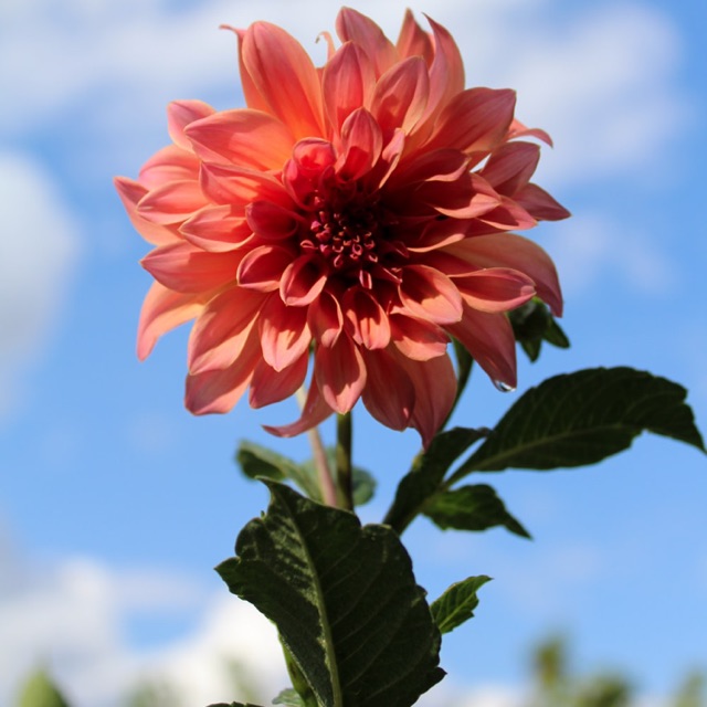 Bunga's Shop, Online Shop | Shopee Malaysia