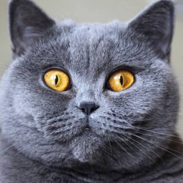 SS Cat Shop, Online Shop | Shopee Malaysia