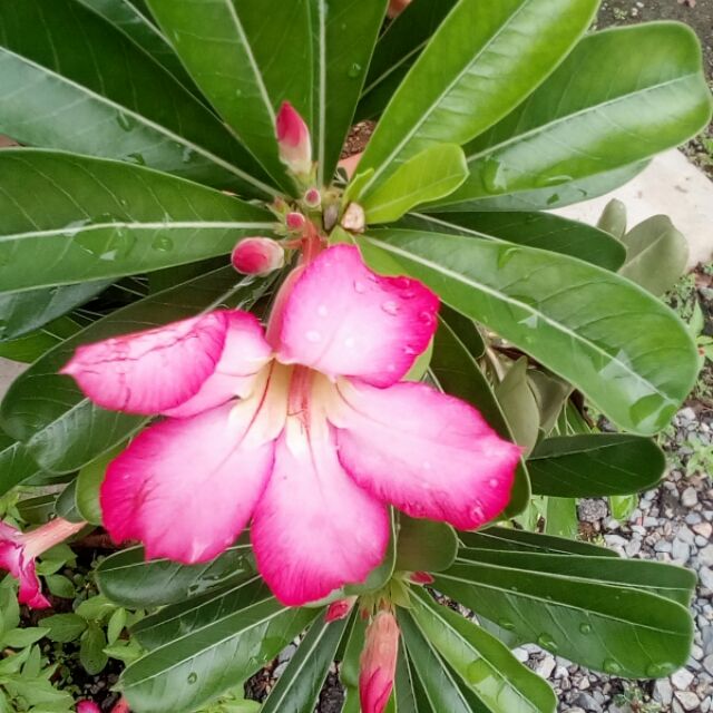 chanteq_moleq_store, Online Shop | Shopee Malaysia