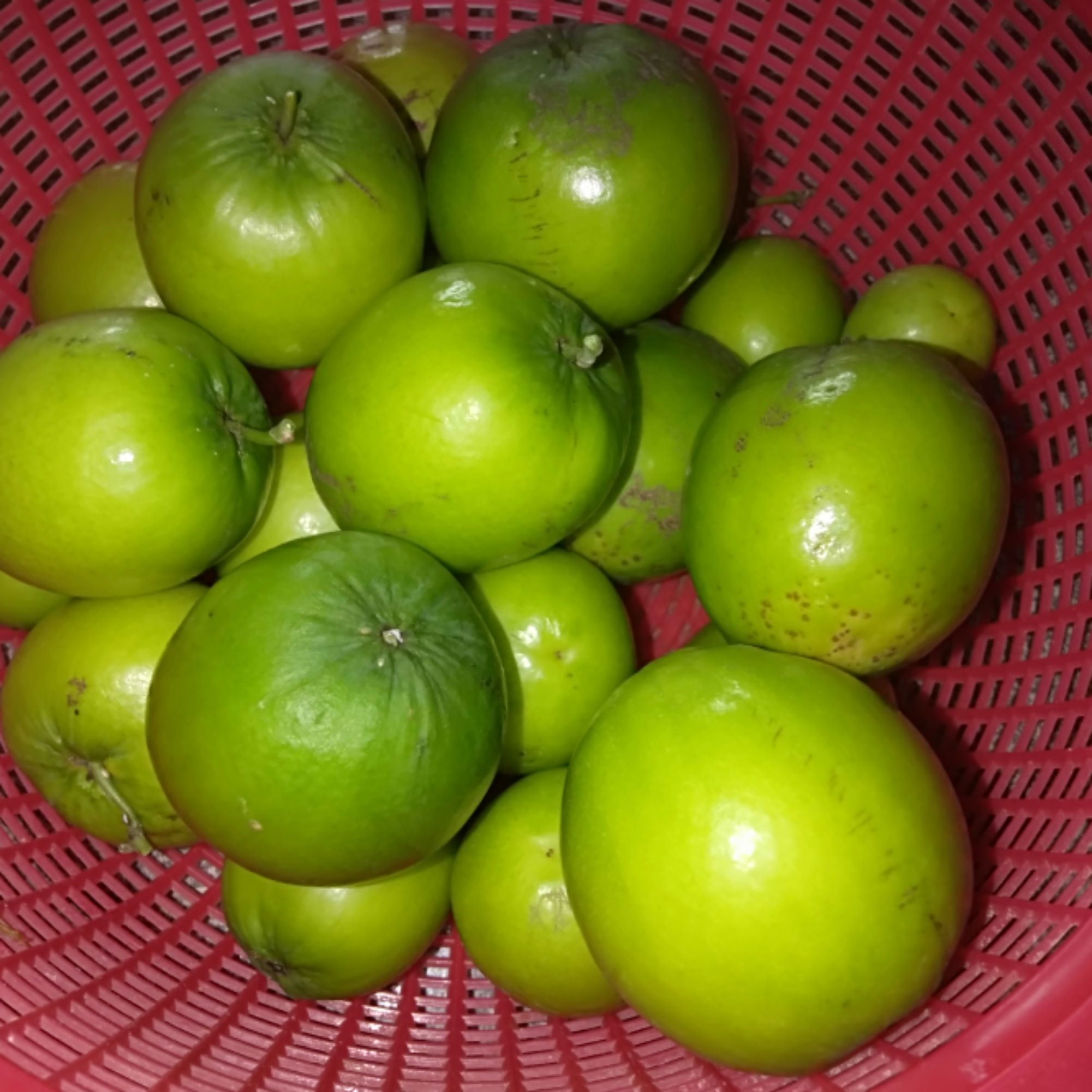 jidan.ent., Online Shop | Shopee Malaysia