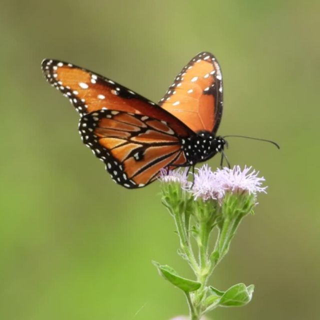 rerama.terbang, Online Shop | Shopee Malaysia