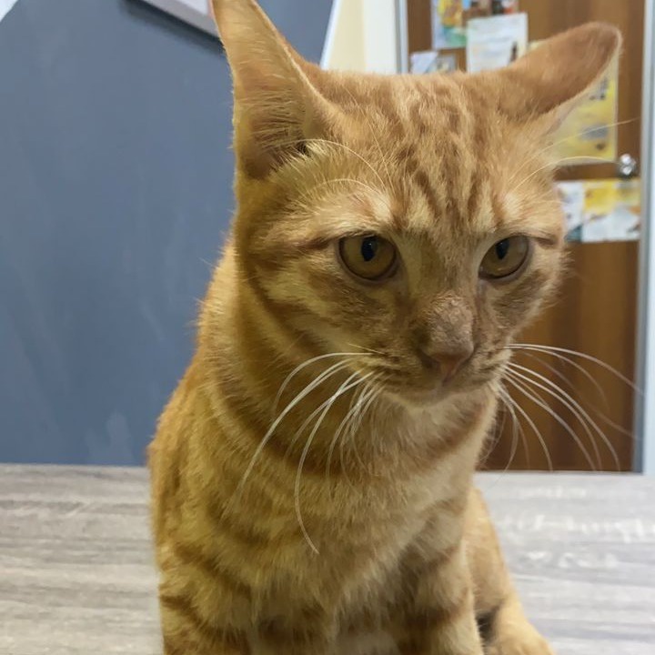 Garfield Design, Online Shop | Shopee Malaysia