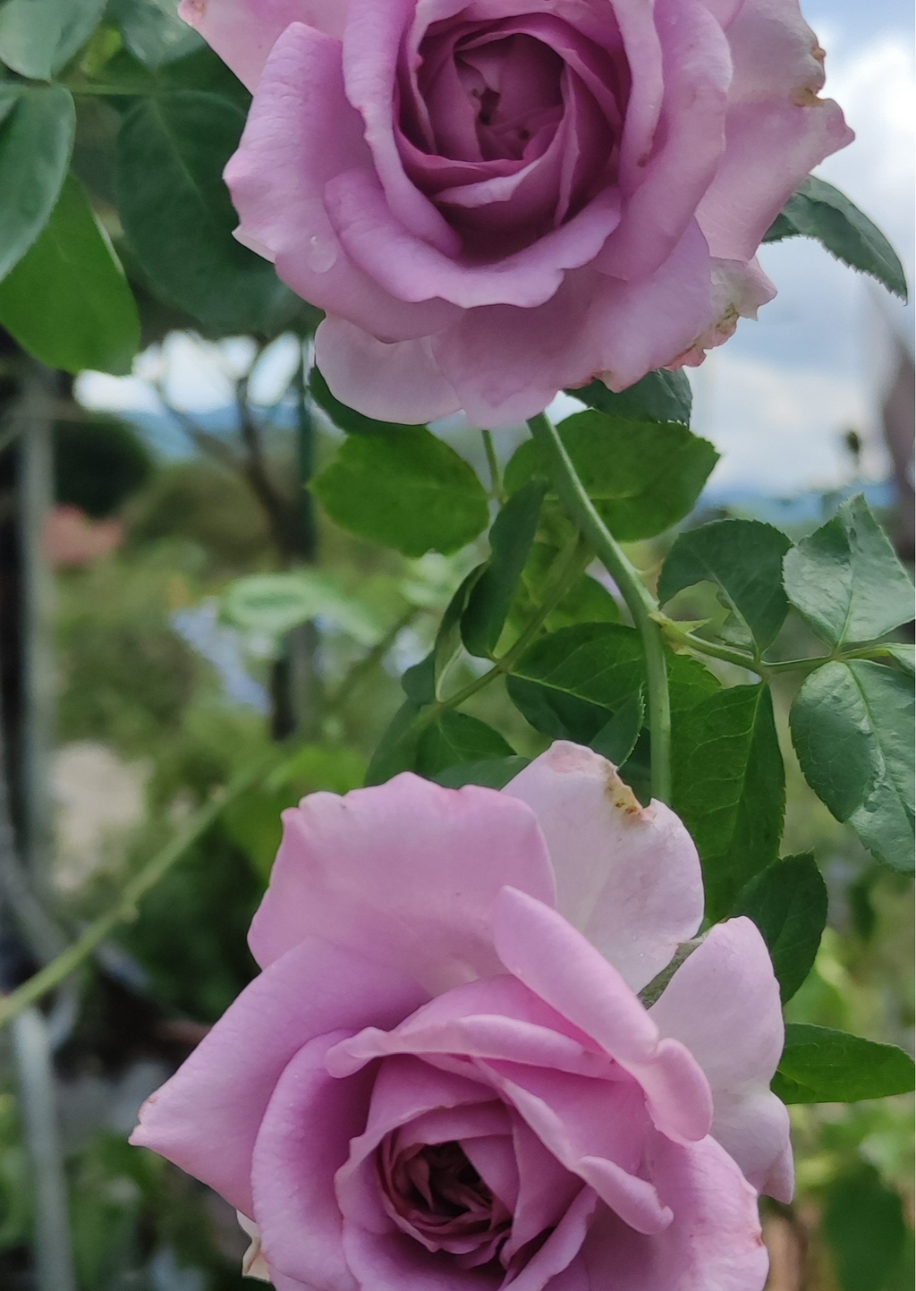 Seri Tani, Online Shop | Shopee Malaysia