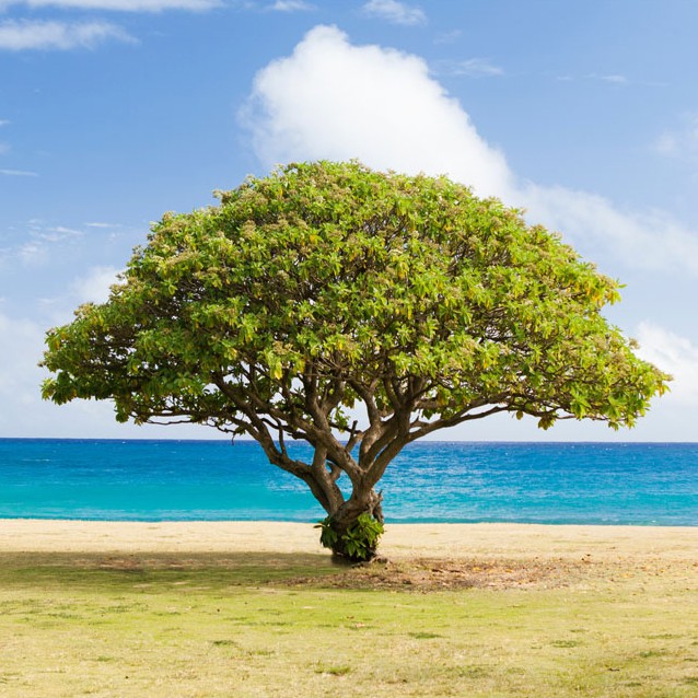 TREEX, Online Shop | Shopee Malaysia