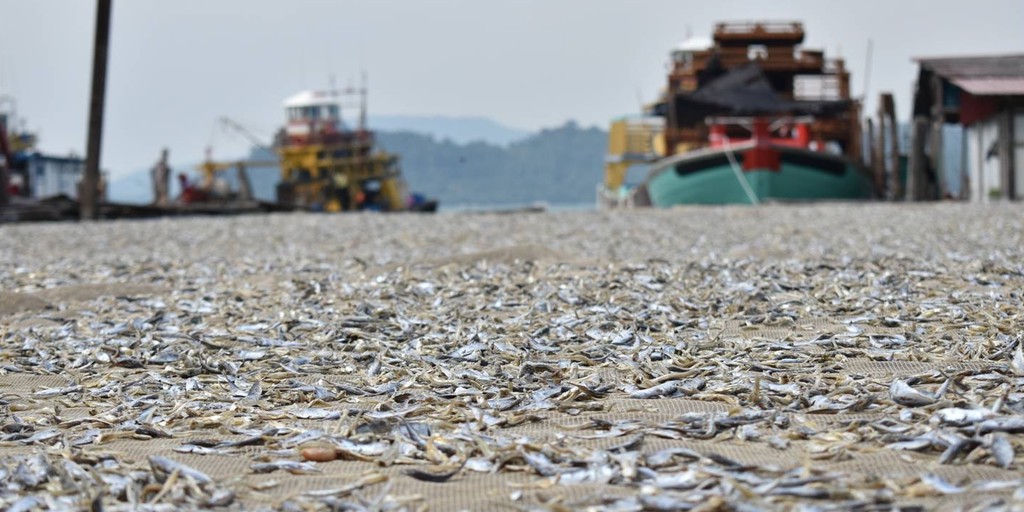 BABA LIM PANGKOR IKAN BILIS , Online Shop | Shopee Malaysia