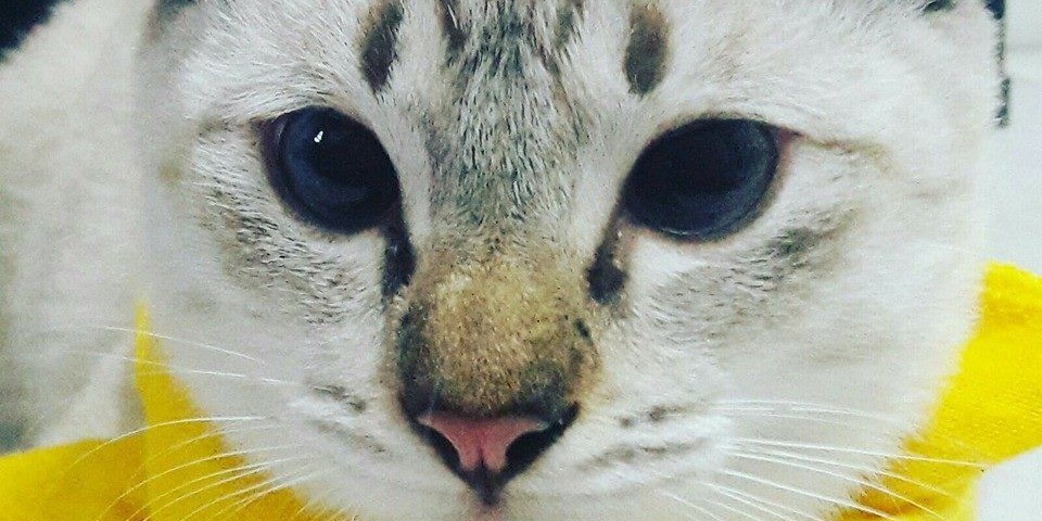 TOBY PETS CARE, Online Shop | Shopee Malaysia