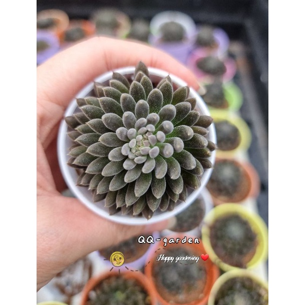 QQ-garden🌱, Online Shop | Shopee Malaysia