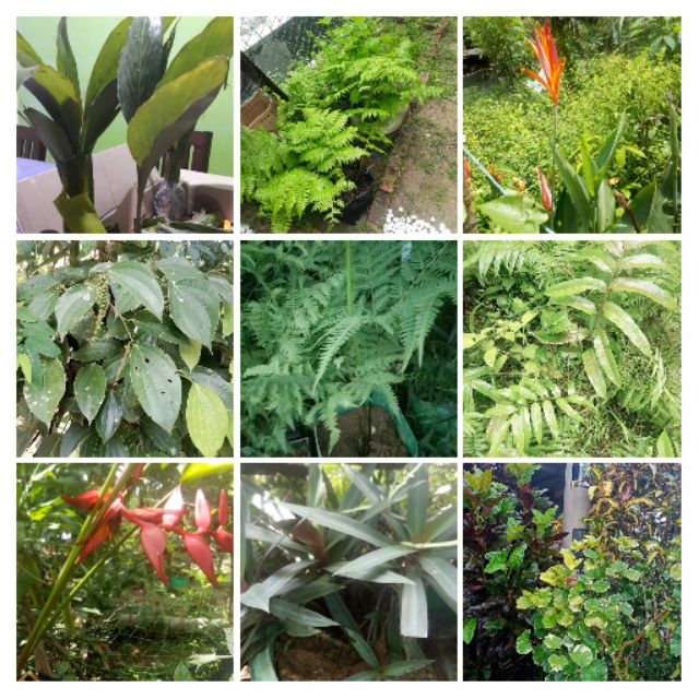 ATAP RIMBA NURSERY, Online Shop | Shopee Malaysia