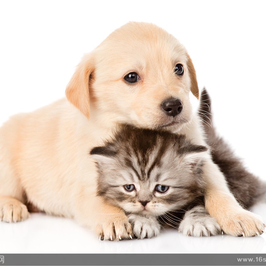 Medan pet shop, Online Shop | Shopee Malaysia