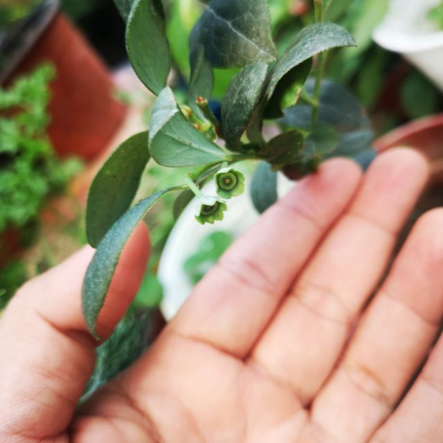 AgFarm, Online Shop | Shopee Malaysia