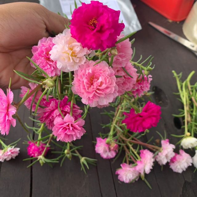 Isabella Flowers, Online Shop | Shopee Malaysia