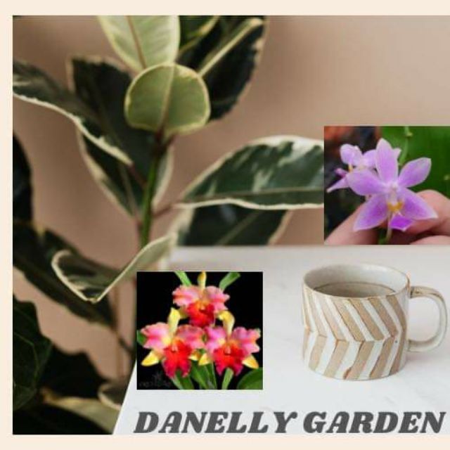 Gallery Danelly, Online Shop | Shopee Malaysia