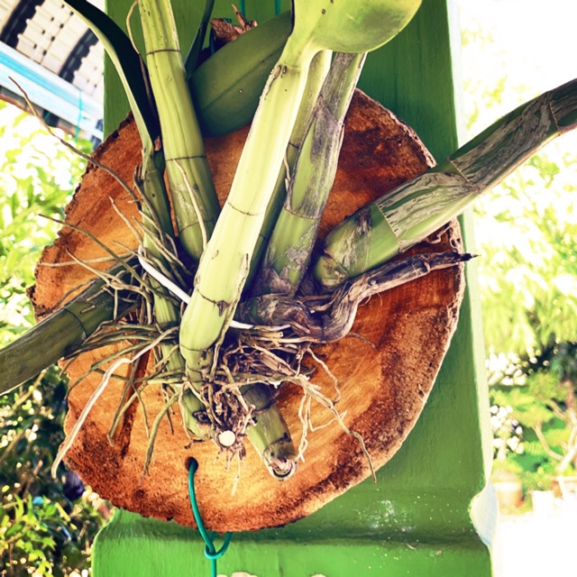 Orchid tools, Online Shop | Shopee Malaysia