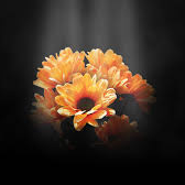 la_shop2u, Online Shop | Shopee Malaysia