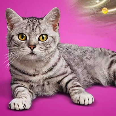 Pet Shop in Malaysia, Online Shop | Shopee Malaysia