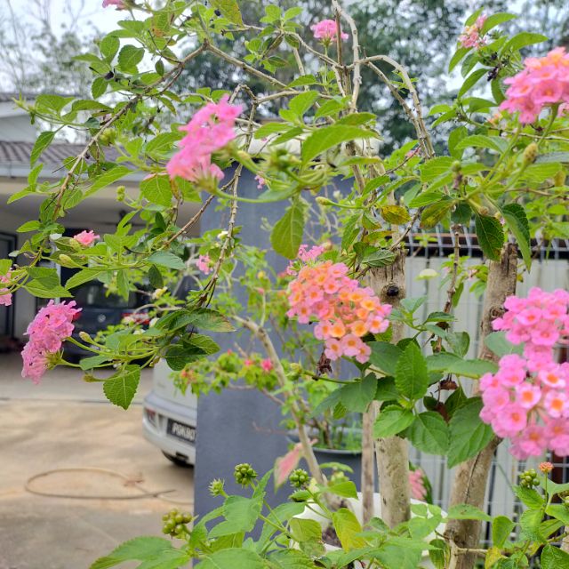 nardine shop, Online Shop | Shopee Malaysia