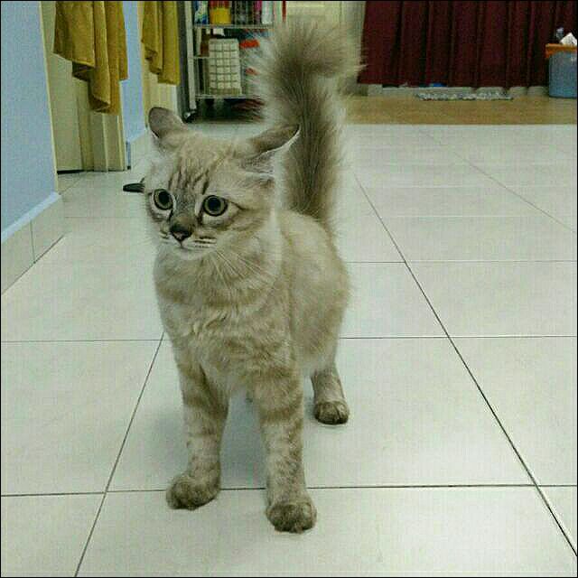 Mizz K, Online Shop | Shopee Malaysia