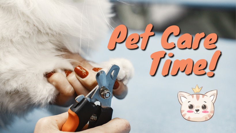 Meow.os, Online Shop | Shopee Malaysia