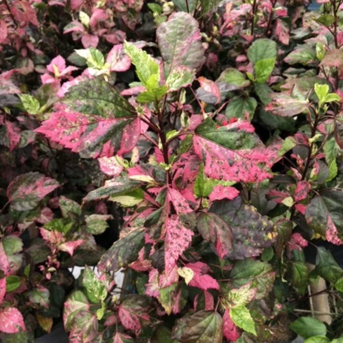 Nurseri Aroma Nusantara, Online Shop | Shopee Malaysia