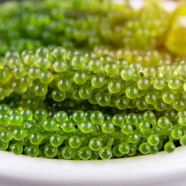 Healthy Booster House, Online Shop | Shopee Malaysia