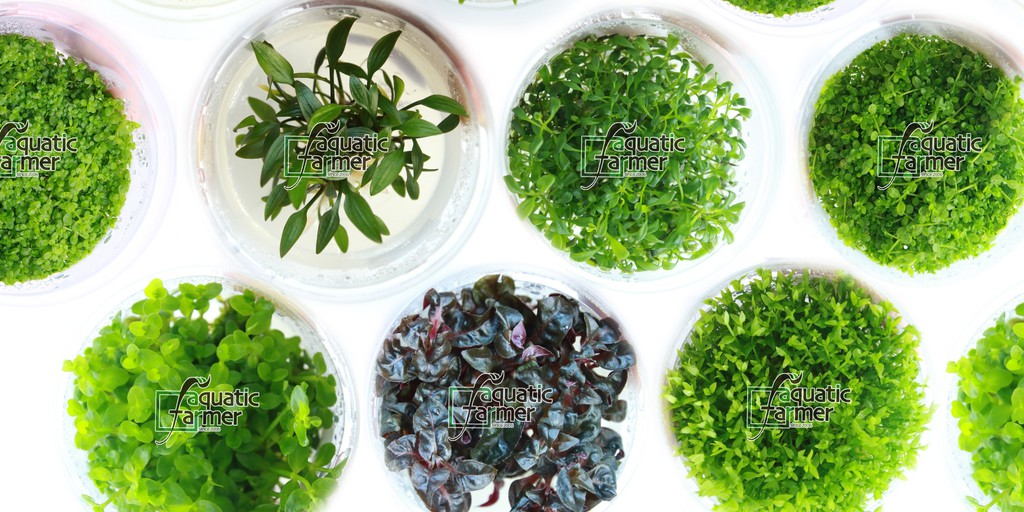 GroAsia Biotech Sdn Bhd, Online Shop | Shopee Malaysia