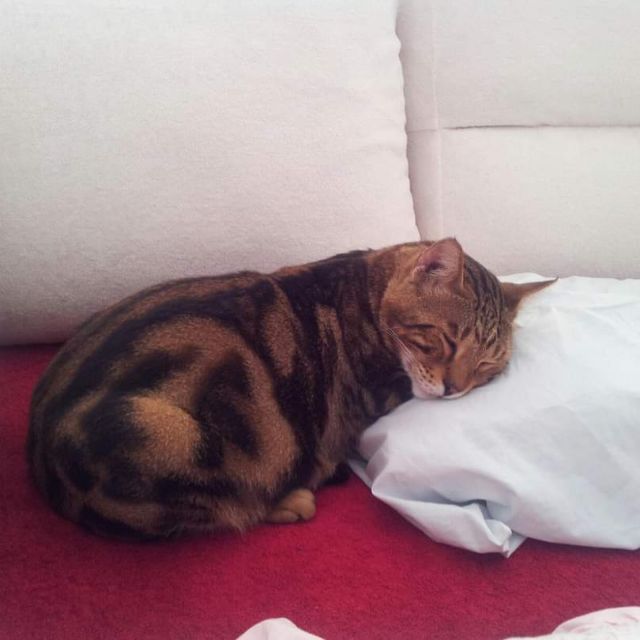 aida Din, Online Shop | Shopee Malaysia