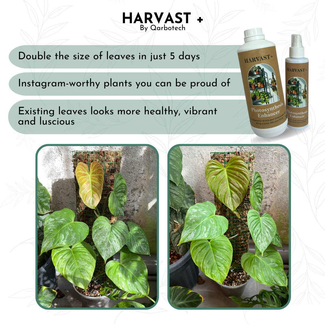 Harvast - Photosynthesis Enhancer, Online Shop | Shopee Malaysia
