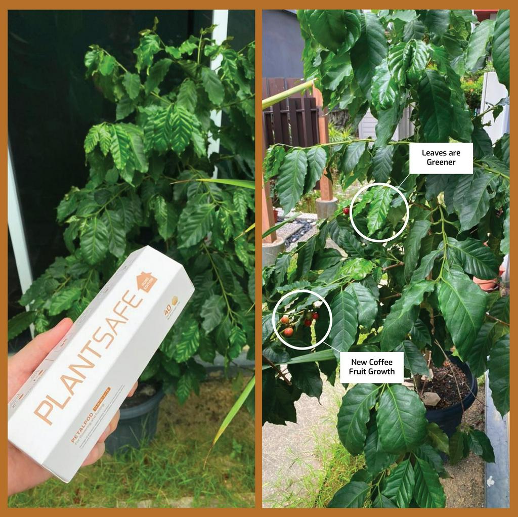 plantsafe.store, Online Shop | Shopee Malaysia