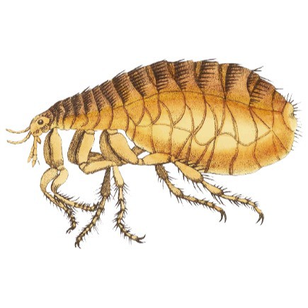 EZ CAT SHOP, Online Shop | Shopee Malaysia