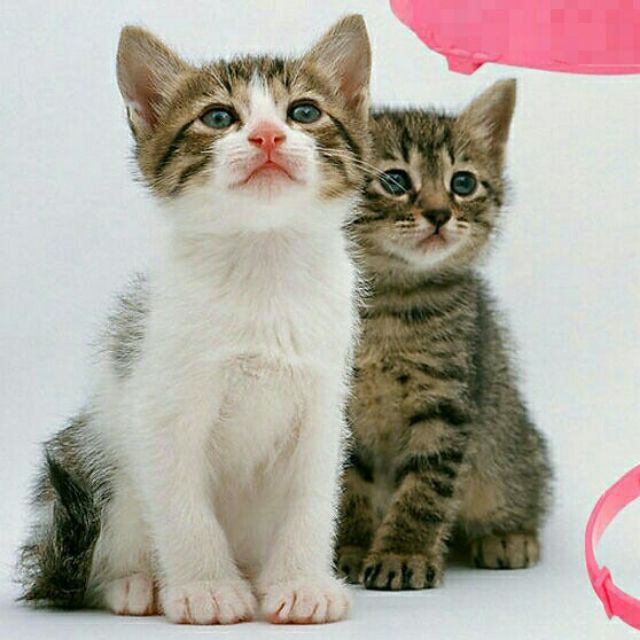 Fad Feline Family, Online Shop | Shopee Malaysia