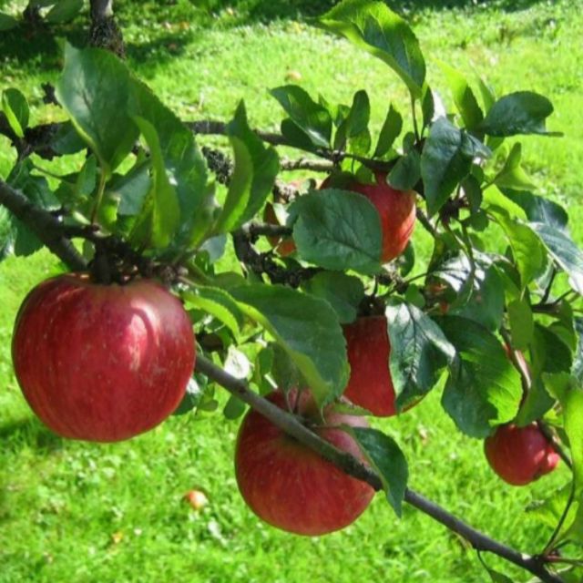 VR SPICY SHRIMP PASTE 香辣酱, Online Shop | Shopee Malaysia