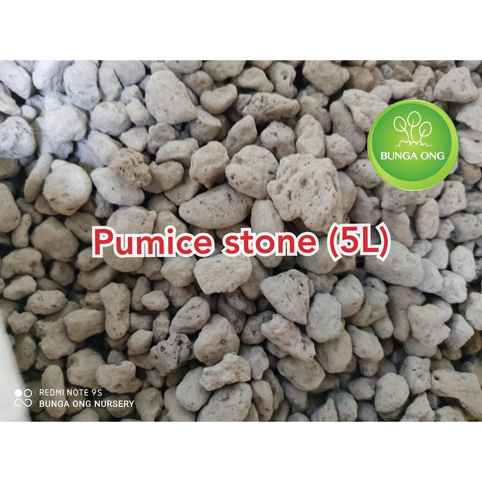 Bunga Ong Nursery, Online Shop | Shopee Malaysia