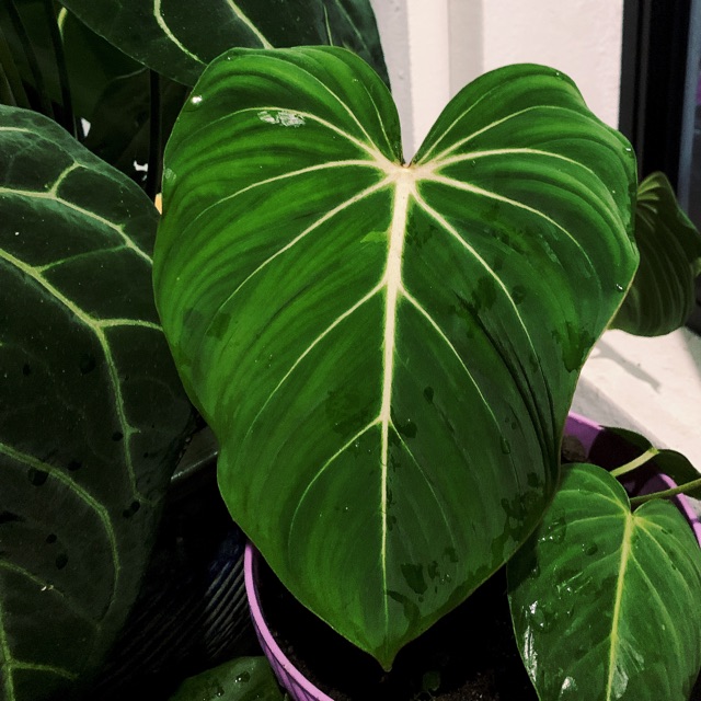 KEDAI BUNGA RUBY, Online Shop | Shopee Malaysia