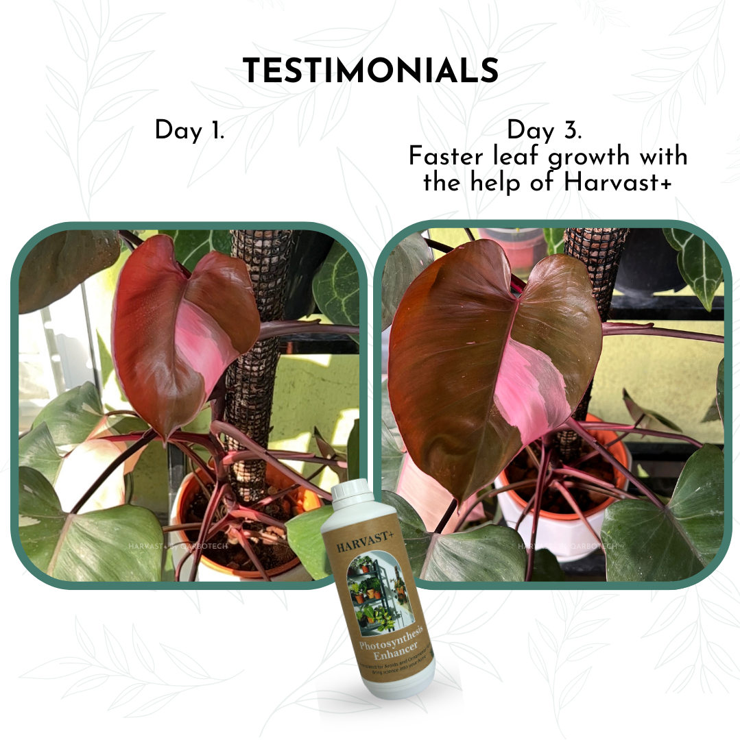 Harvast - Photosynthesis Enhancer, Online Shop | Shopee Malaysia