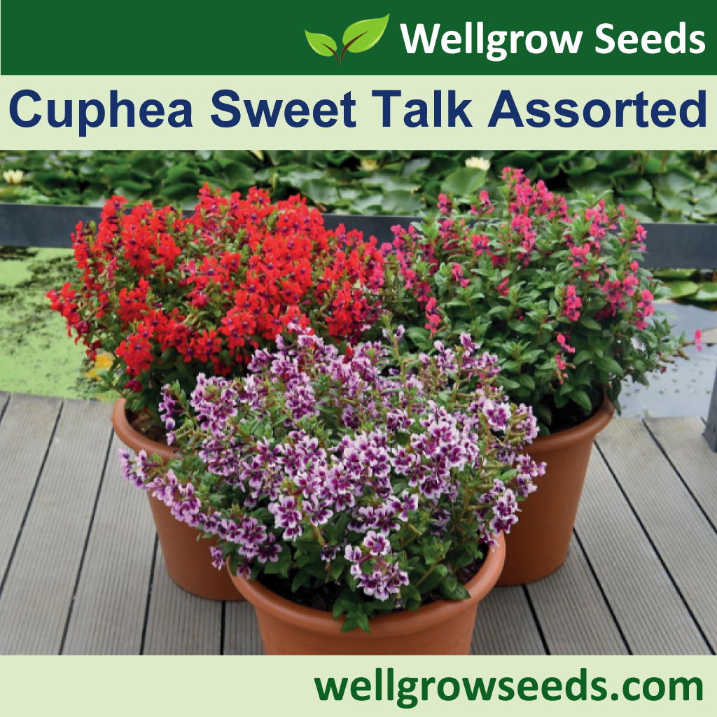 Wellgrow Seeds Official Store, Online Shop | Shopee Malaysia