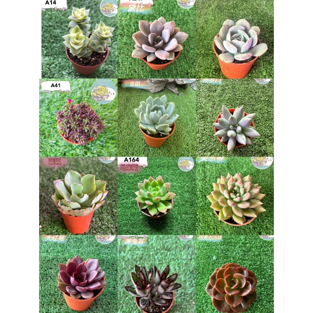 YVT SUCCULENTS HOUSE, Online Shop | Shopee Malaysia