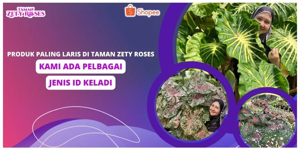 Zety Roses Garden & Farm, Online Shop | Shopee Malaysia