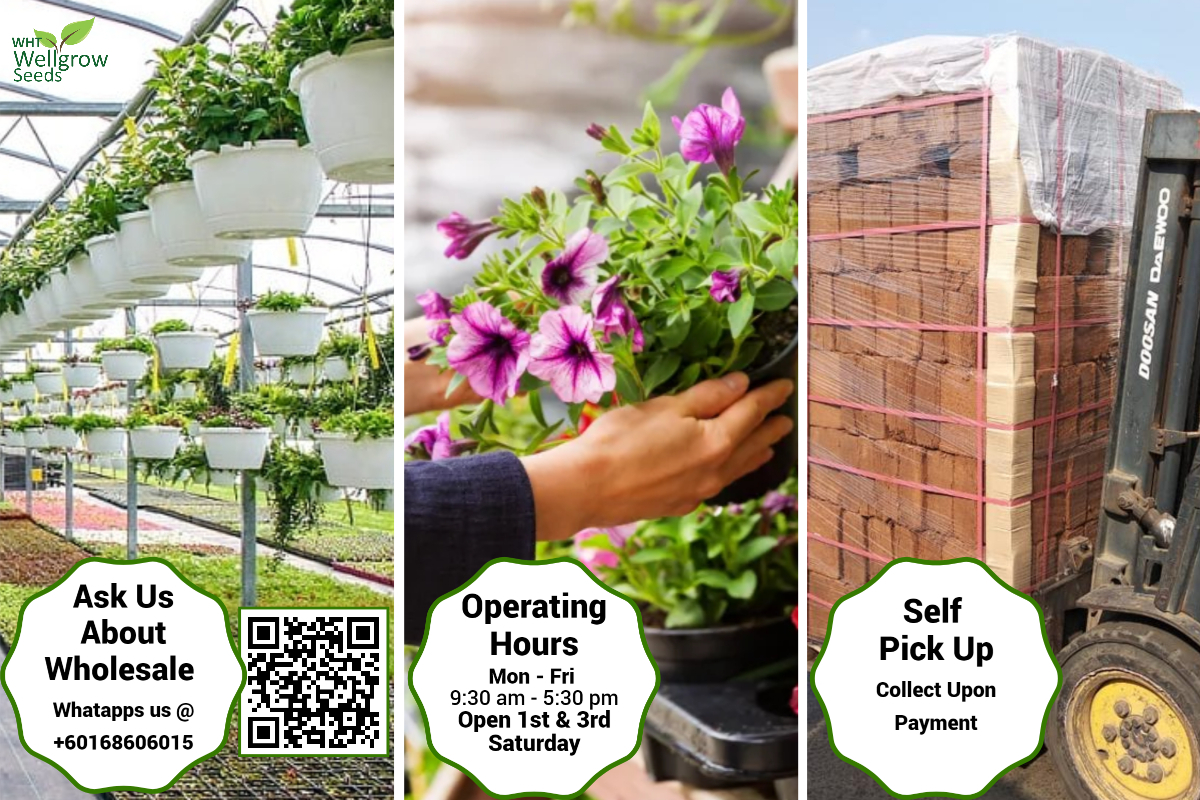 Wellgrow Seeds Official Store, Online Shop | Shopee Malaysia